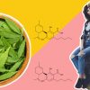 What is Cannabinoid: All You Need to Know - CBD.market