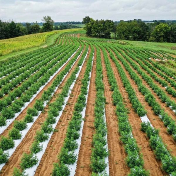 3 Easy Steps To Choose Cbd Oil Infographic Cbd Market