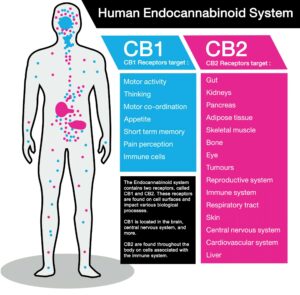 Cannabinoids: Differences Between CBD vs CBG, CBDA, CBN, and CBC - CBD ...