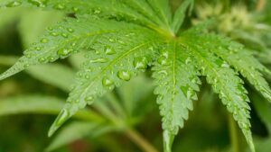 How to Identify a Hemp Plant: Key Differences from Marijuana