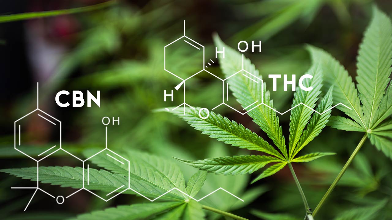 CBN vs THC Effects and Legal Differences Explained